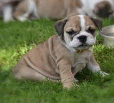 Bella cucciolata di bulldog inglese